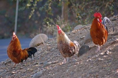 pecking order - more normal than not