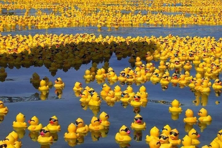 all these ducks - more normal than not