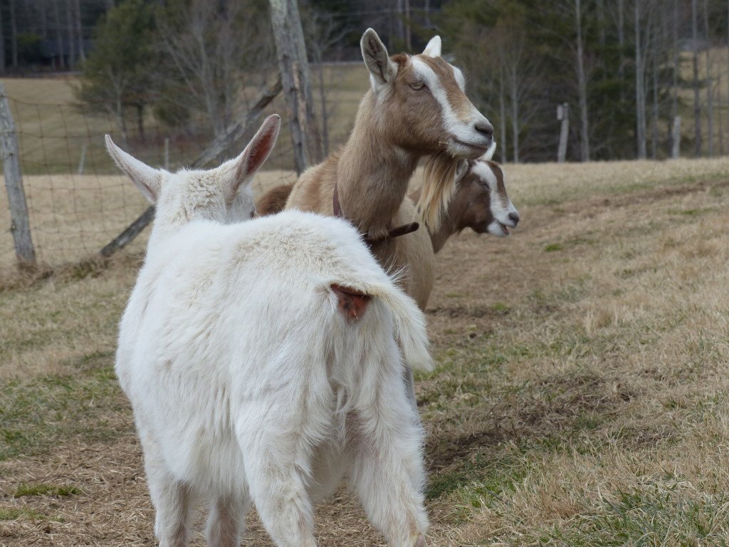 goats and the sunshine - more normal than not